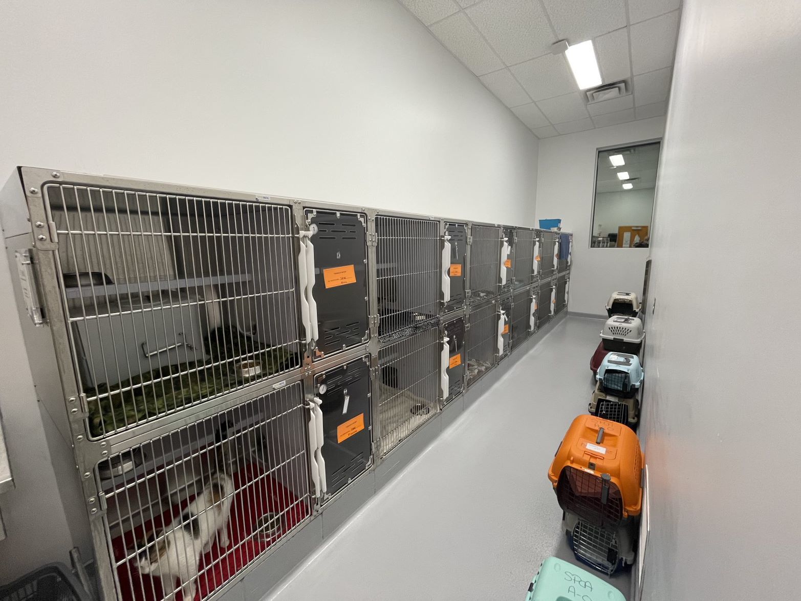 Proanima vient en aide aux animaux de l'Abitibi - Les Versants