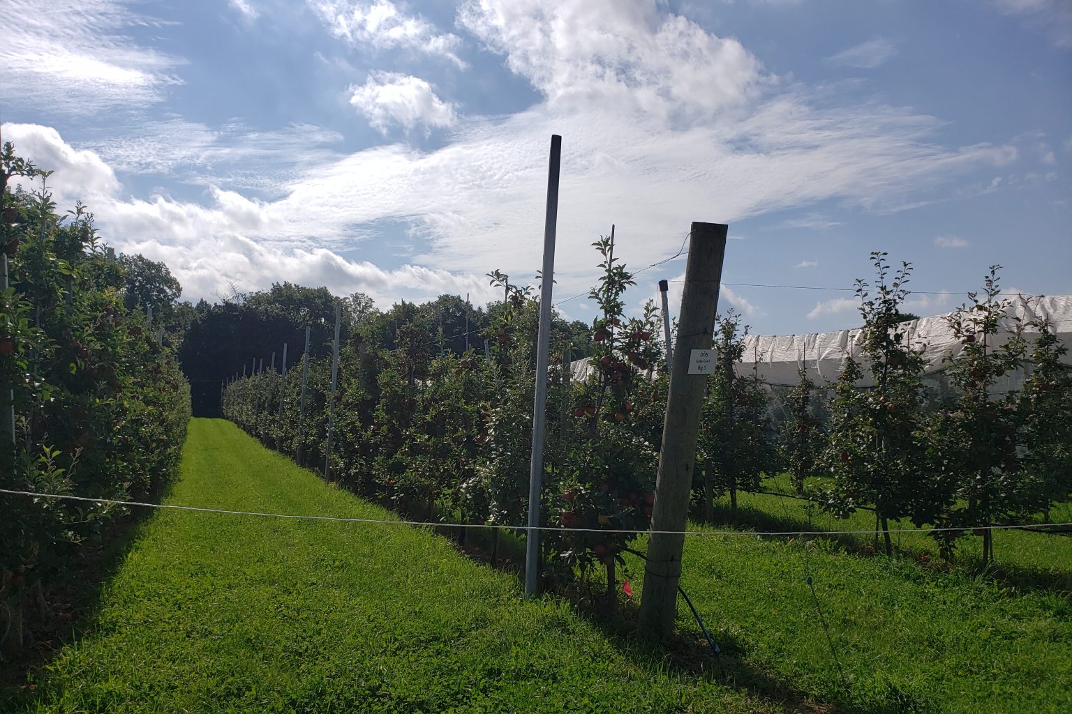 La saison des pommes - Les Versants