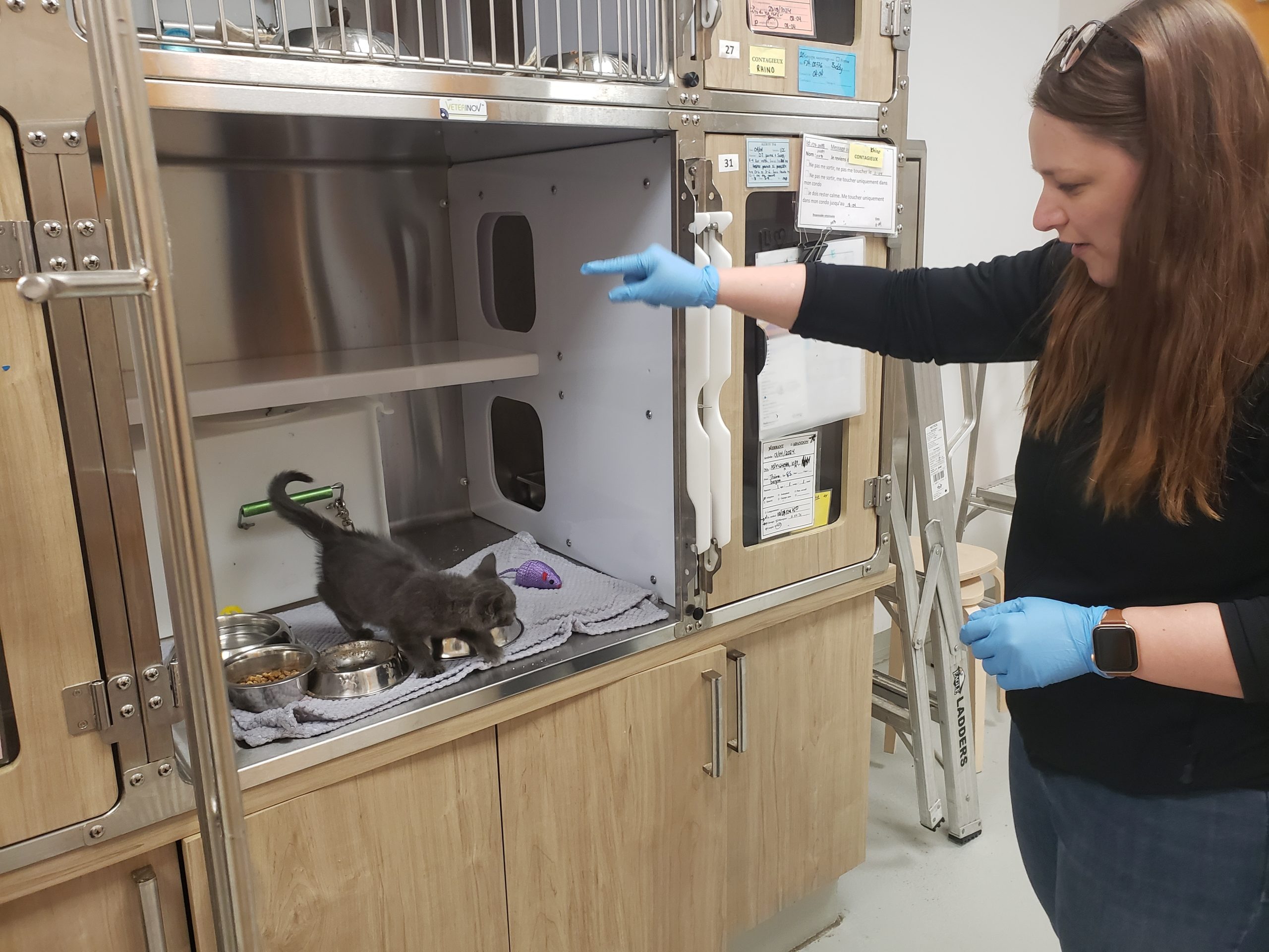 Proanima : organisation de la campagne de dons estivale - Les Versants